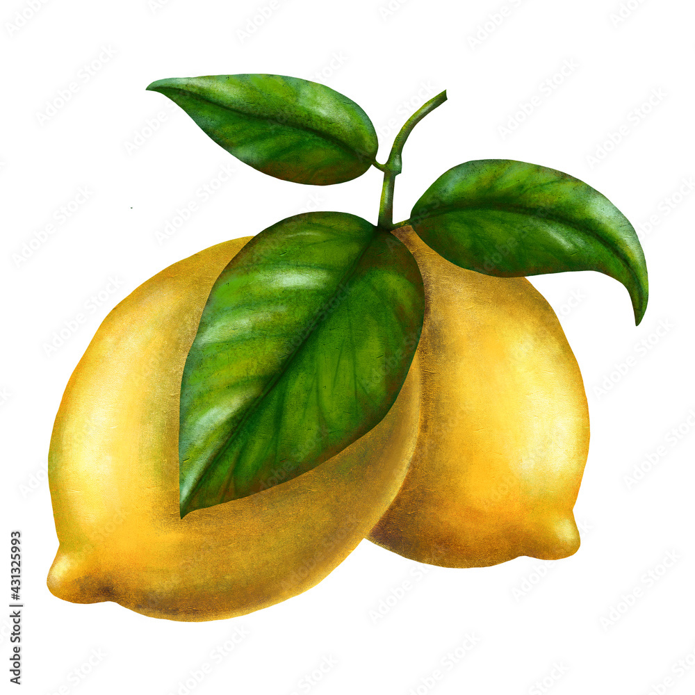 Two lemons on a branch with green leaves, stock illustration on a white ...