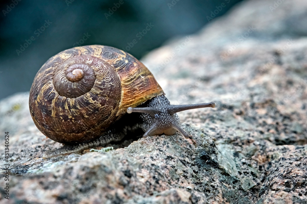 Gefleckte Weinbergschnecke ( Cornu aspersum , Helix aspersa ...