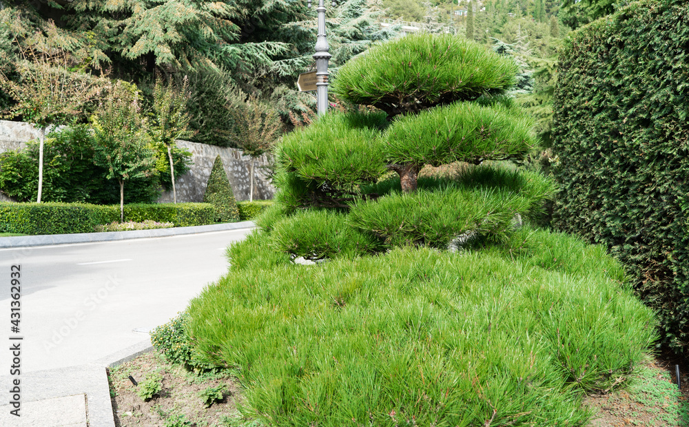 Bonsai in Partenit. Large-leaved ogudnik. Podocarpus Macrophyllus, yew ...