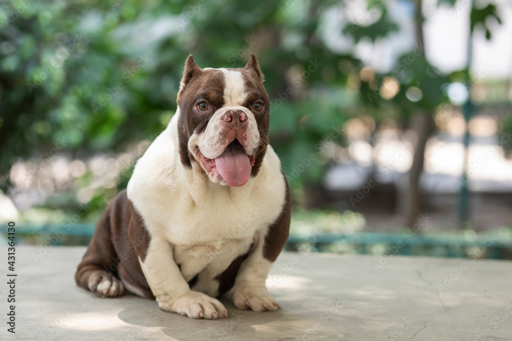 Fotografia do Stock: Perro café con blanco posando sentado en una banca ...