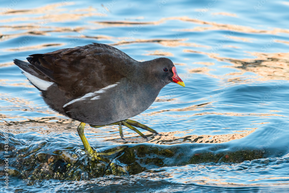 Common moorhen steps into the water. Black wading bird waterhen or ...