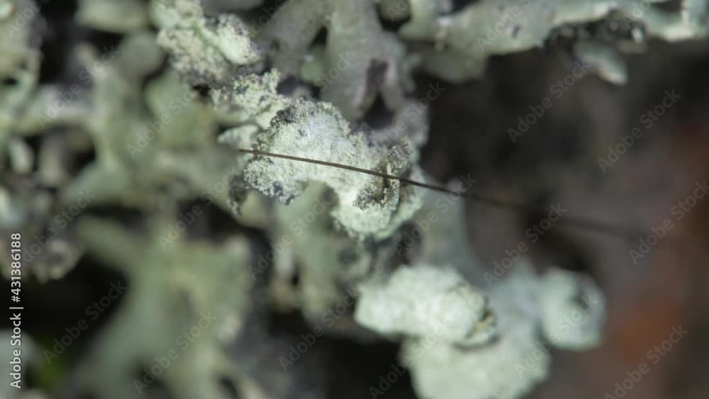 In the frame, the leg of the opiliones. The opiliones sits on the bark ...