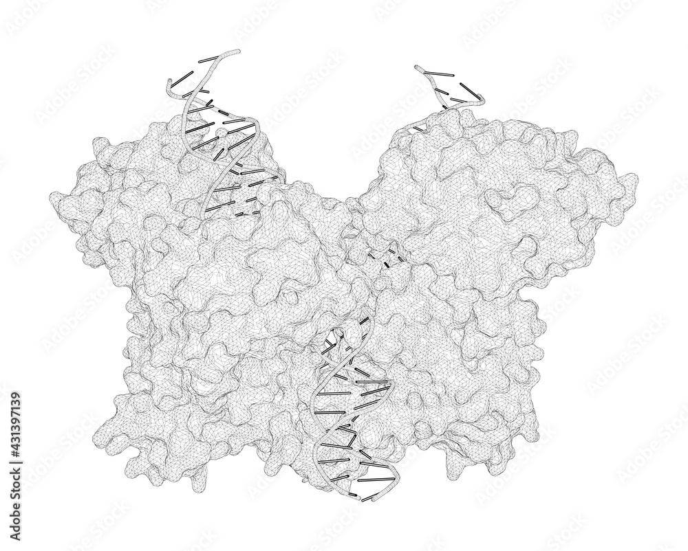 3D rendering as a line drawing of a biological molecule. DNA melting ...