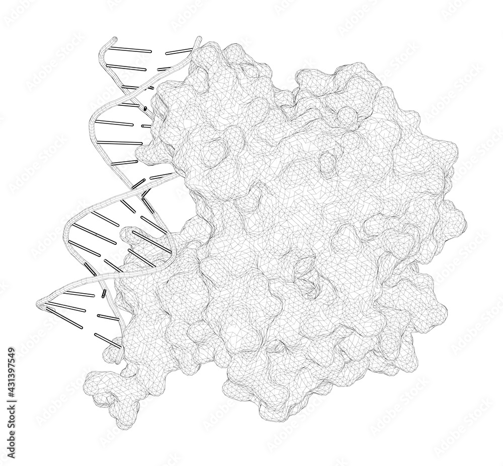 3D rendering as a line drawing of a biological molecule. The Crystal ...