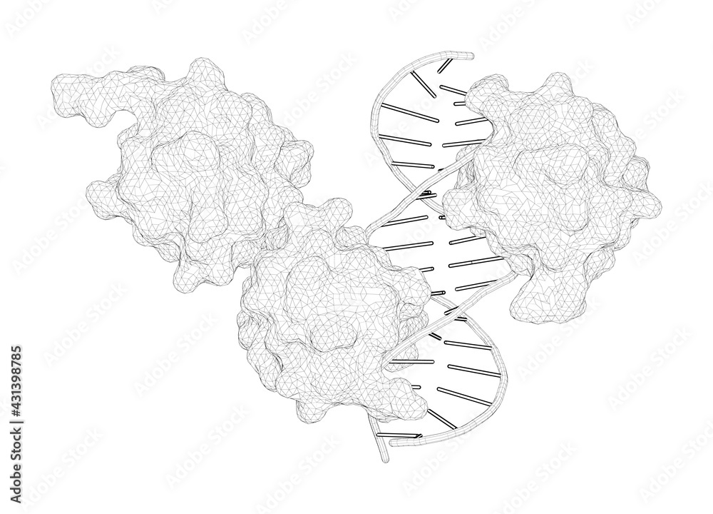 3D rendering as a line drawing of a biological molecule. TGIF1 ...