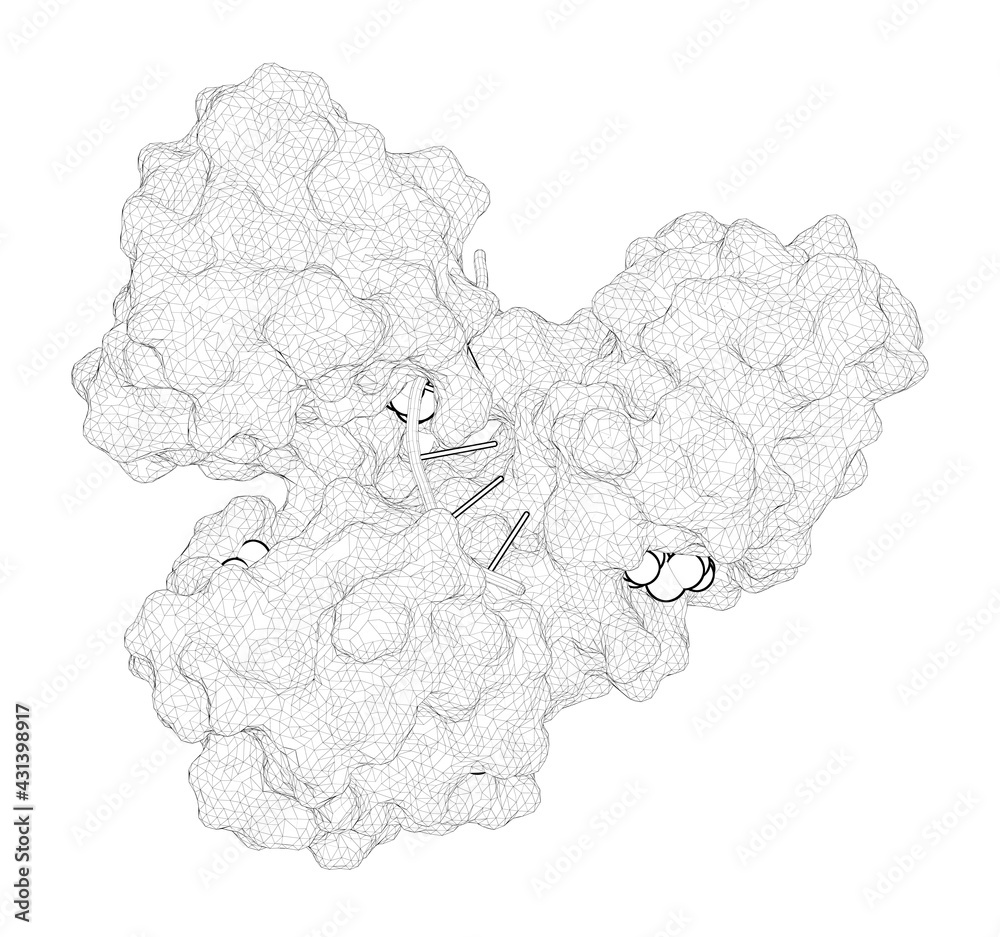 3D rendering as a line drawing of a biological molecule. Hepatitis C virus NS3 RNA helicase ...