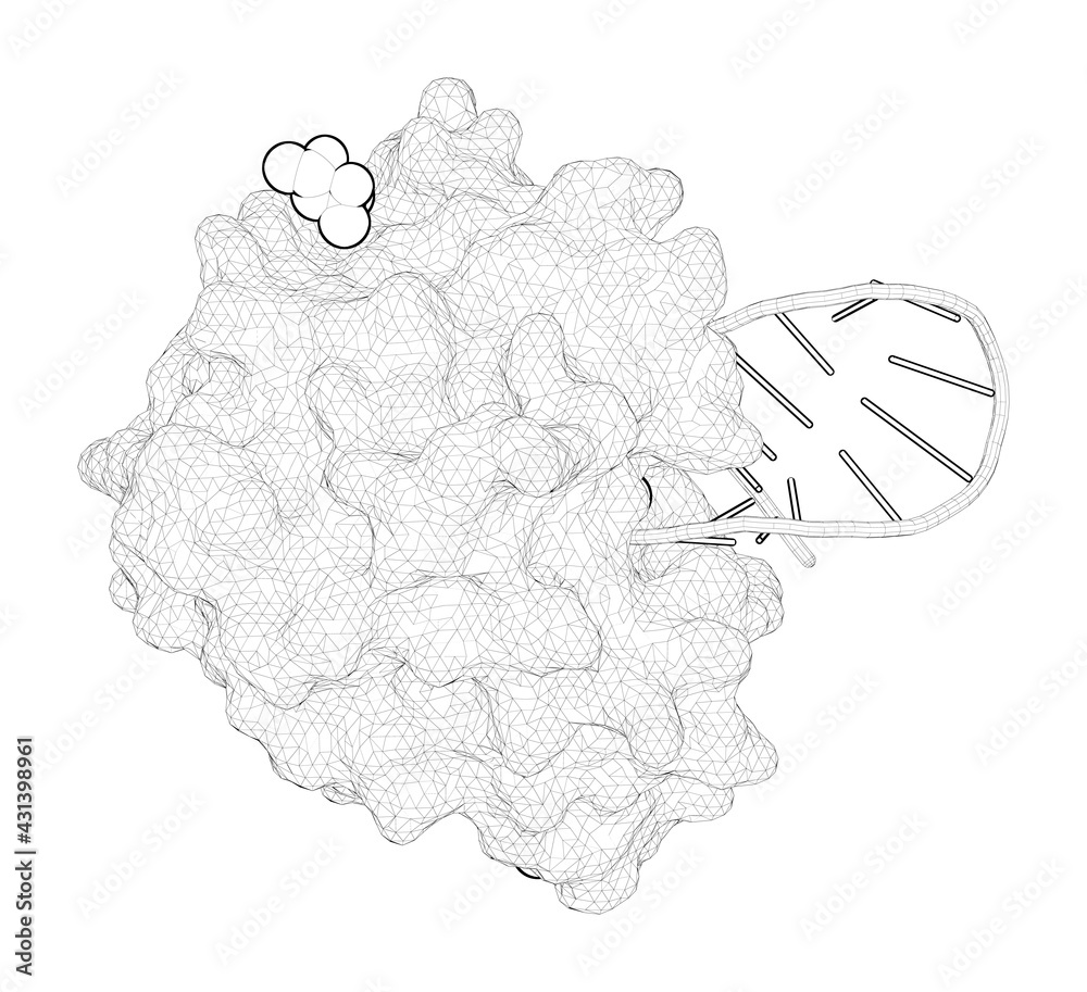 3D rendering as a line drawing of a biological molecule. Structural ...