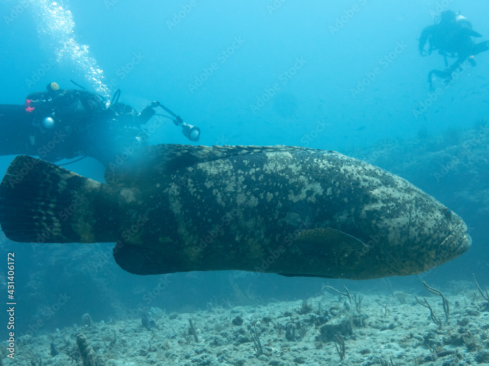 Goliath Grouper Stock Photo | Adobe Stock