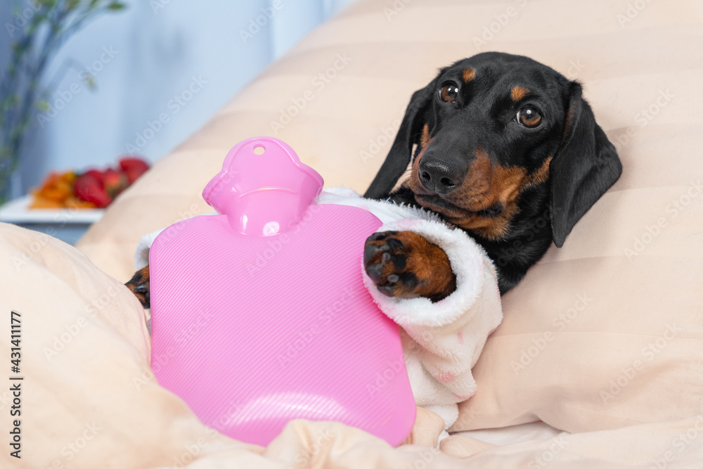 Sick dachshund dog lying on hospital bed in ward with pink heating ...
