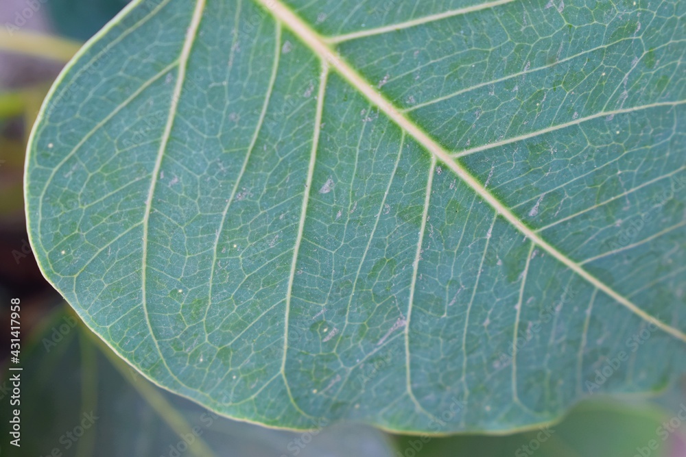 The leaves of the Bodhi tree (bo tree, Pipal Tree, Peepul tree, Sacred ...