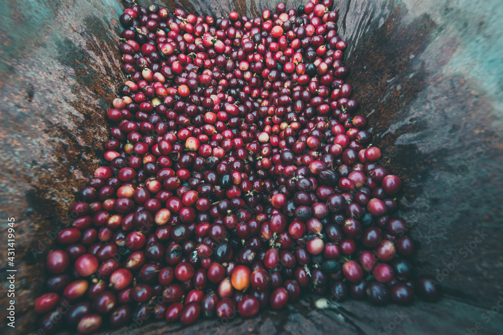 Coffee beans fermentation and washing, wet and dry coffee processing ...