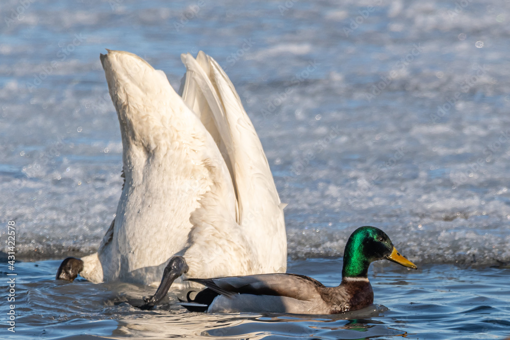 Rear-end, butt of an arctic swan bobbing, eating, feeding and looking ...