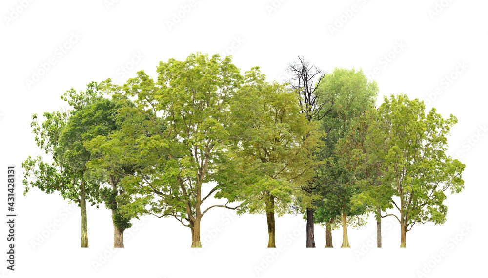 Forest or trees side view isolated on white background for landscape ...