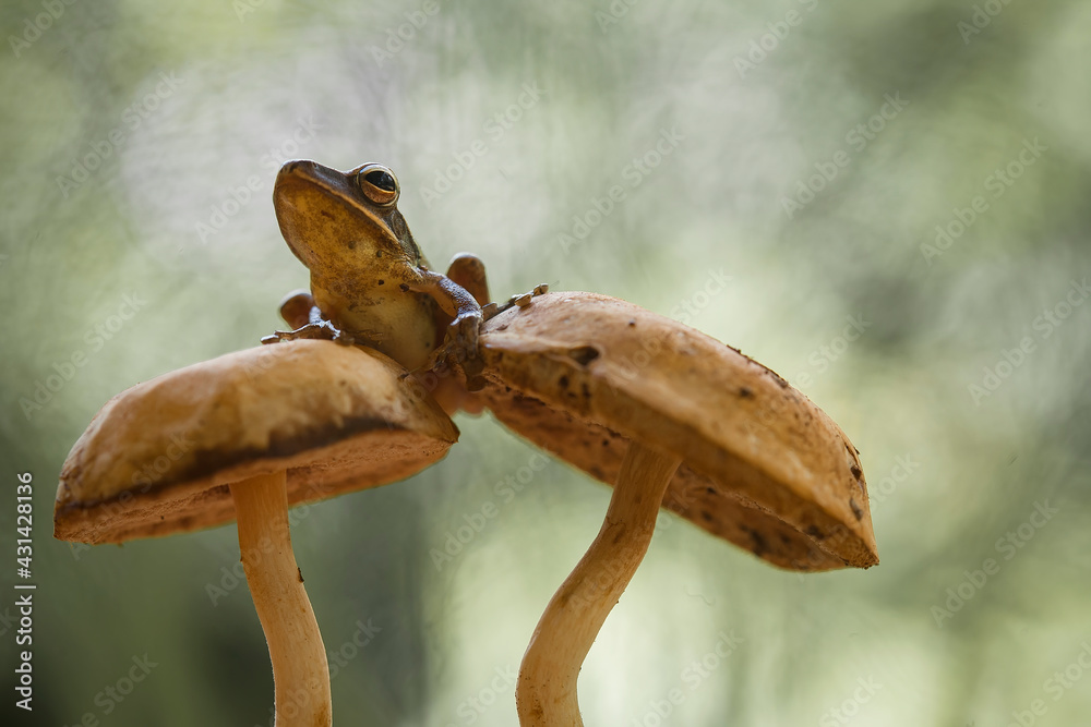 Frog on Nature Place Stock Photo | Adobe Stock