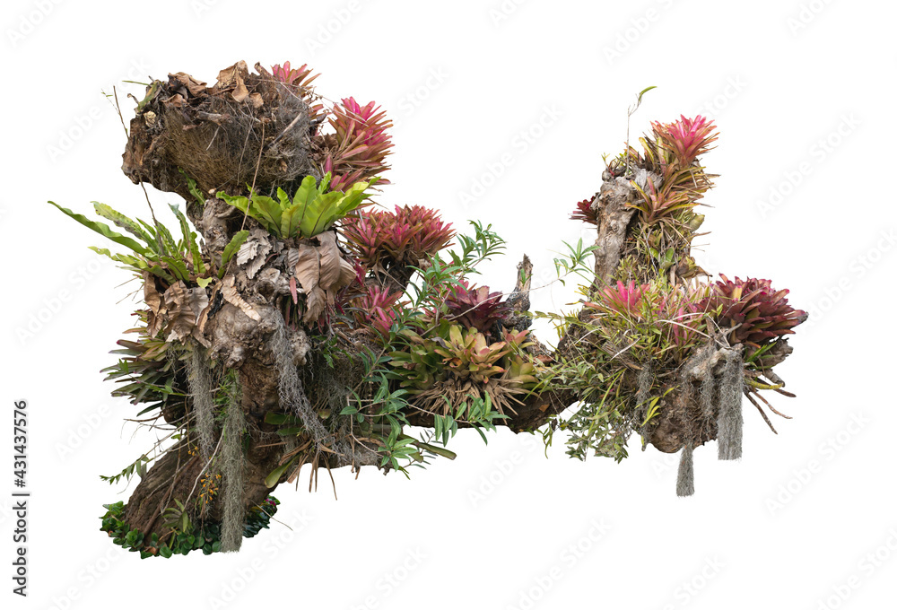 Nature frame of jungle trees with tropical rainforest foliage plants ...