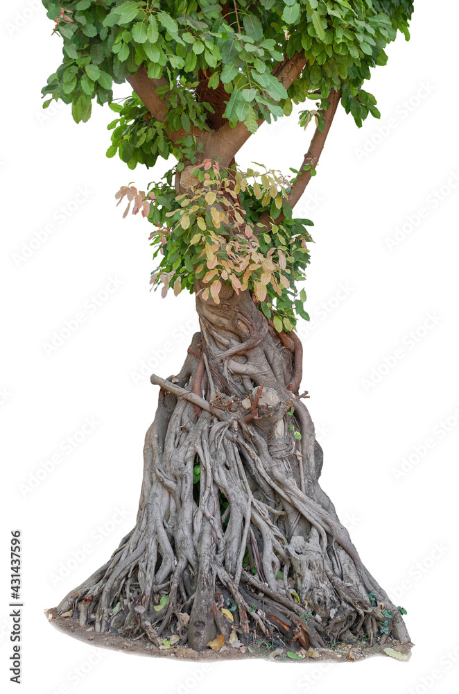 Nature frame of jungle trees with tropical rainforest foliage plants ...