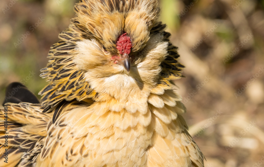 Antwerp Bantam chicken portraits. Stock Photo | Adobe Stock