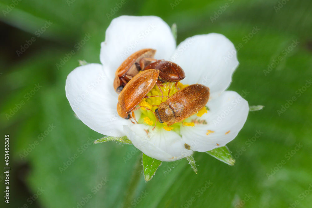The raspberry beetle (Byturus tomentosus) on damaged flower buds of ...