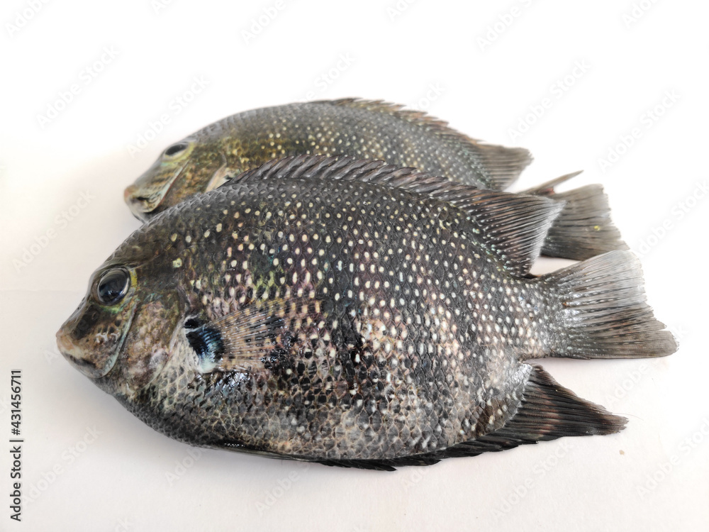 pearl spot fish /Karimeen isolated on white Background.Selective focus. Stock Photo | Adobe Stock