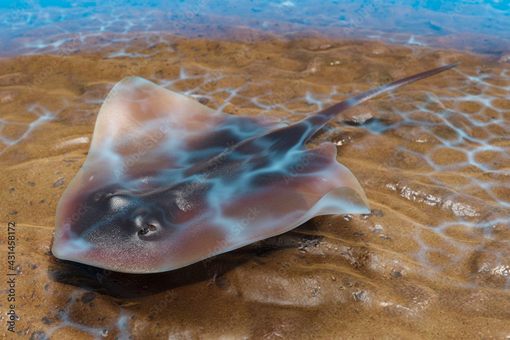 Baby Stingray