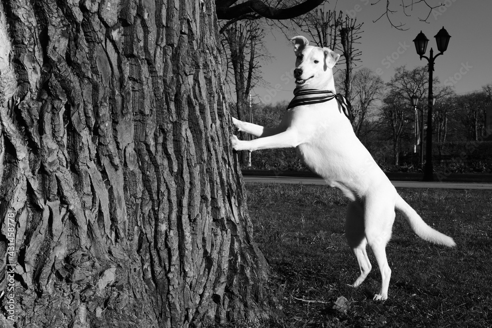 Foto de Black and white photo of a white mongrel standing on its hind ...