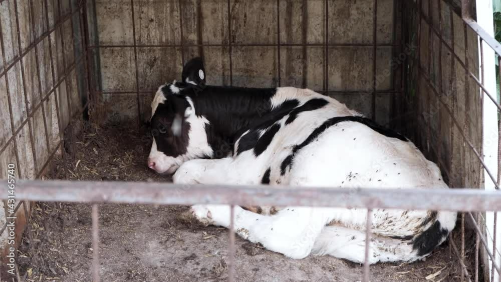 Cow calf in cage. The newborn calf lies in the straw and looks around ...