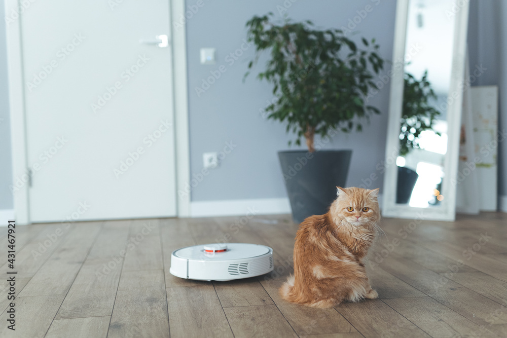home ginger cat, watches the robot with a vacuum cleaner, rides it ...