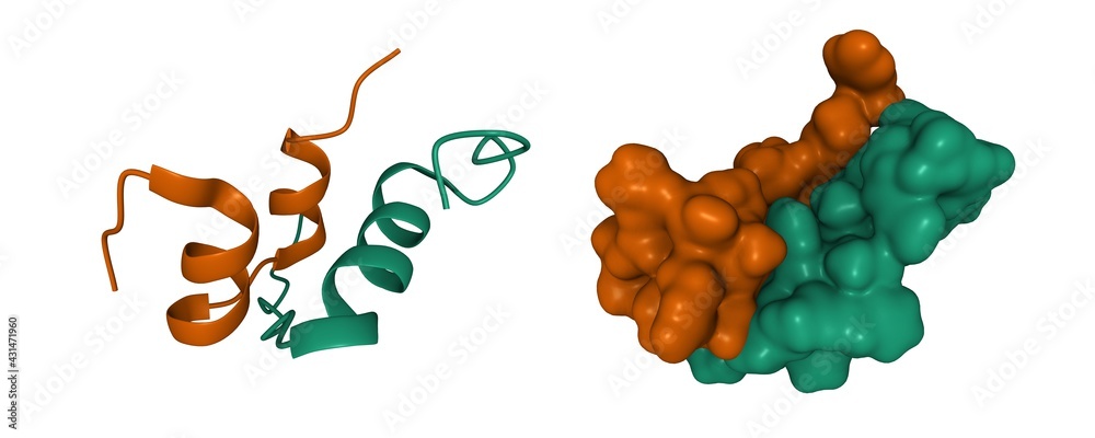 Structure of human hormone insulin-like peptide-3 heterodimer, 3D ...