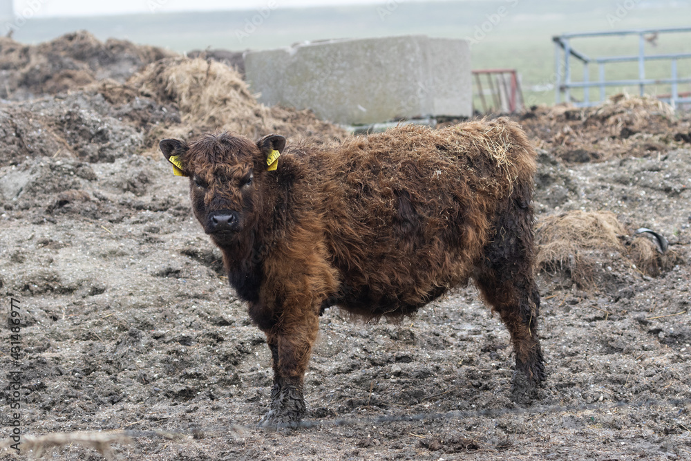 Ein Galloway-Kälbchen mit seinem gewellten Deckhaar und Stroh im Fell ...