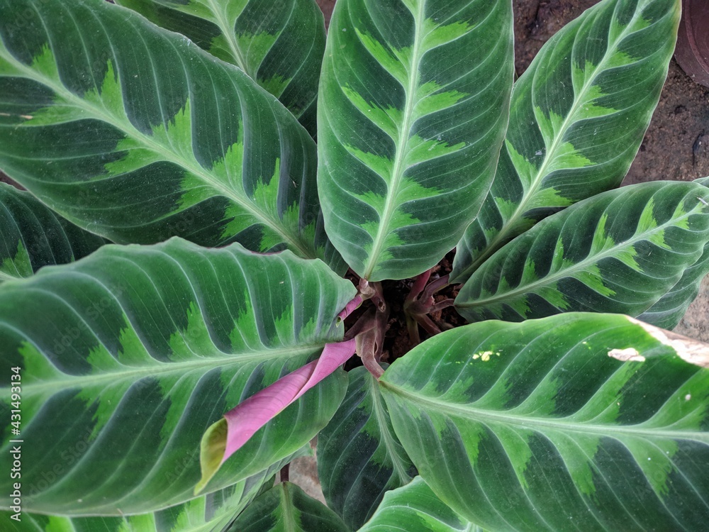 Two toned green leaves and purple undersides of Calathea Jungle Velvet ...
