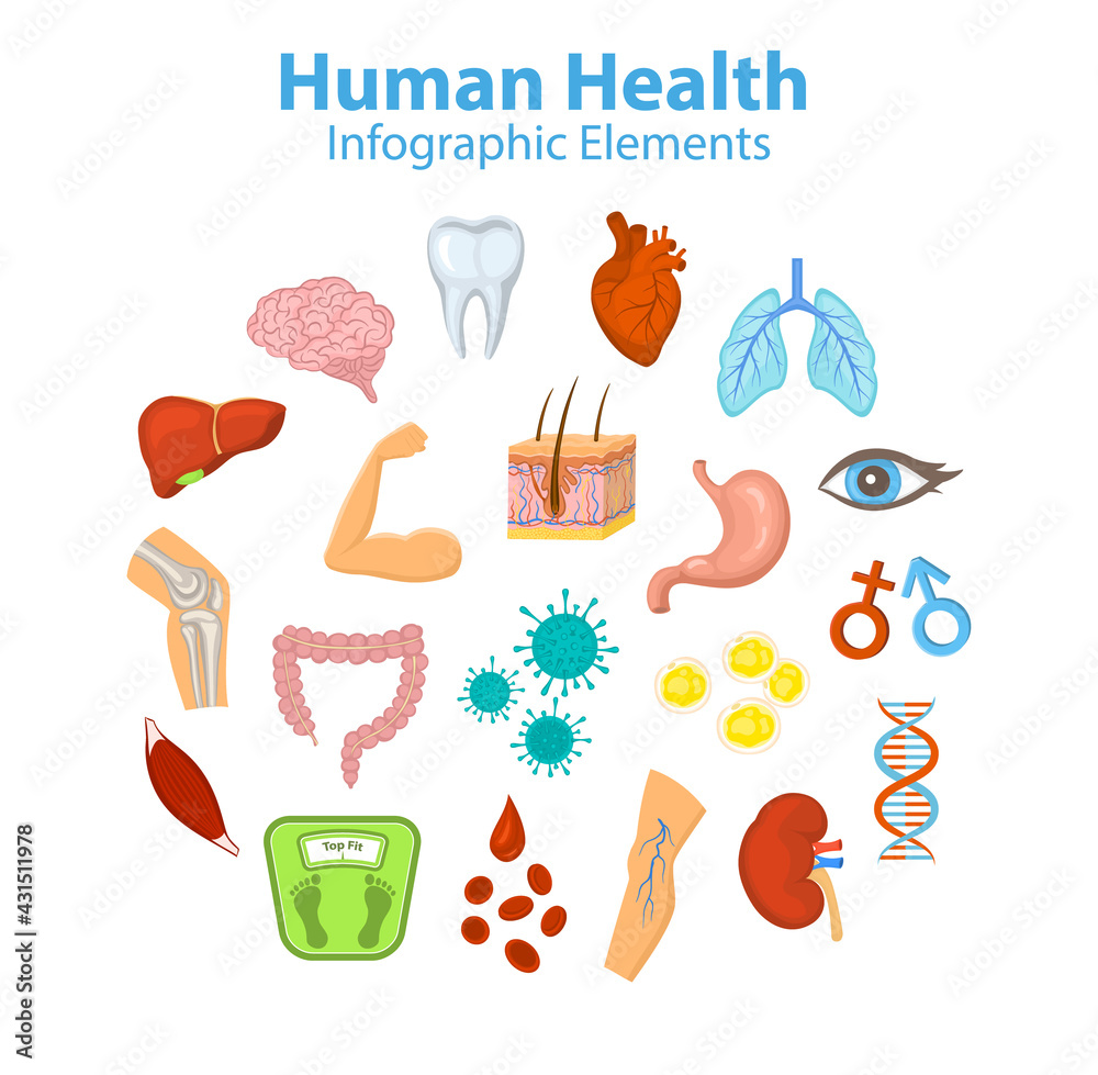 Human health infographics elements objects. Heart, brain, liver, lungs ...