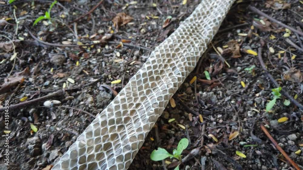 The Indian rat snake, Ptyas mucosa also known as Dhaman snake shed skin on the ground. When ...