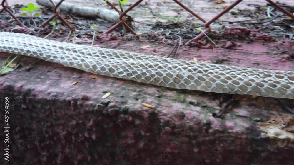 The Indian rat snake, Ptyas mucosa also known as Dhaman snake shed skin on a wall. When snakes ...