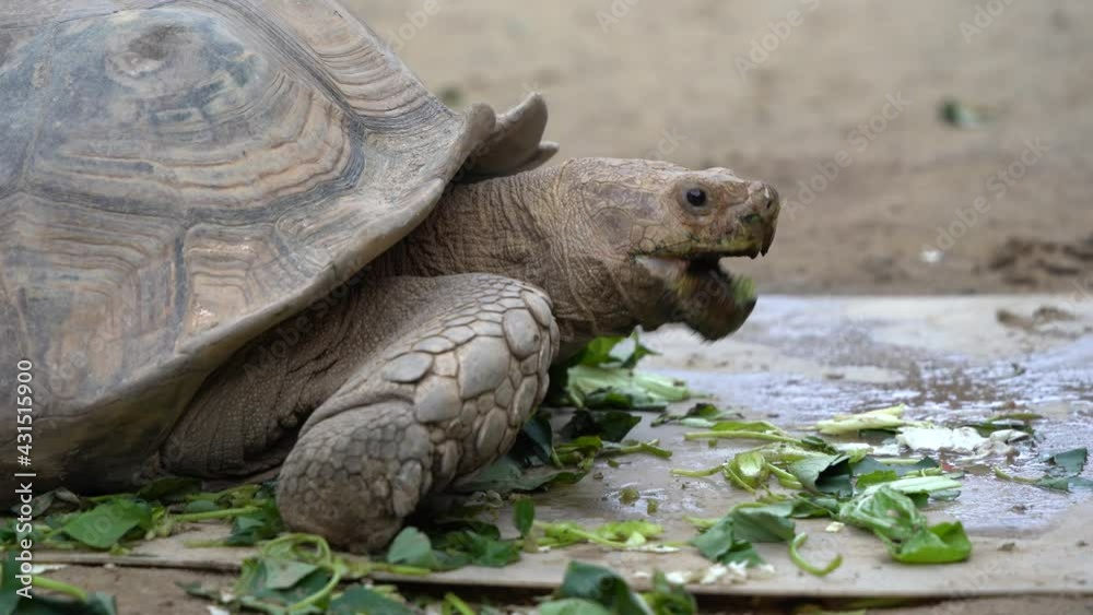 Giant turtle with spiky bony turtle shell eating leaves at the zoo ...