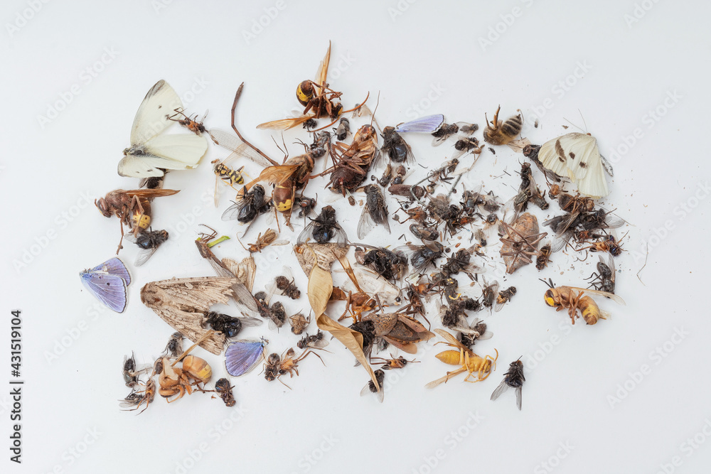 Dead dried insects from a night light lamp on a white background. Flies ...