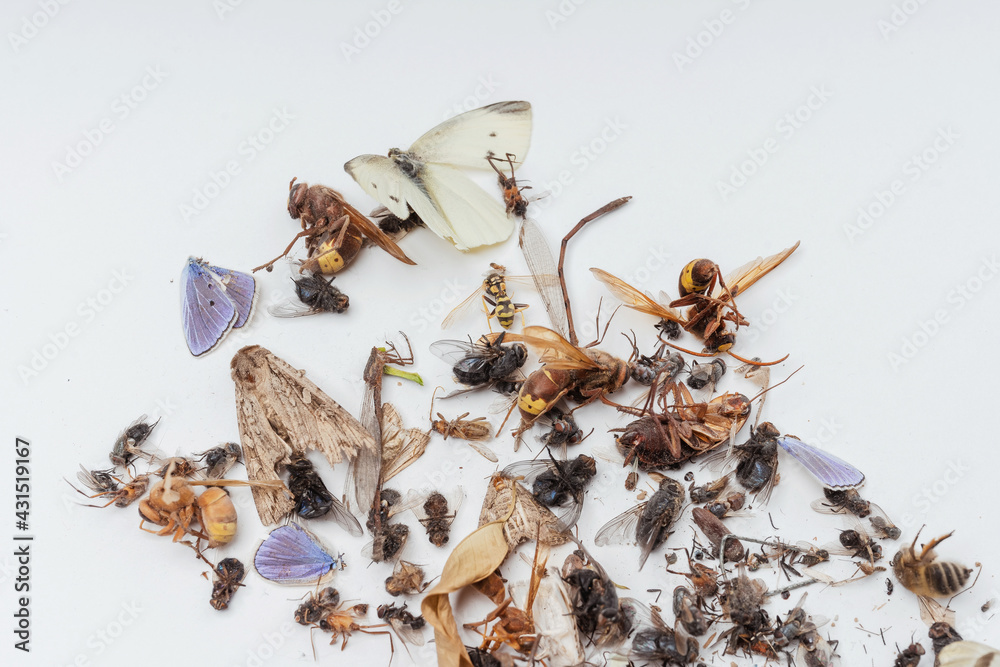 Dead dried insects from a night light lamp on a white background. Flies ...