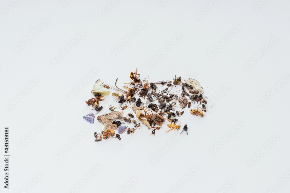 Dead dried insects from a night light lamp on a white background. Flies ...