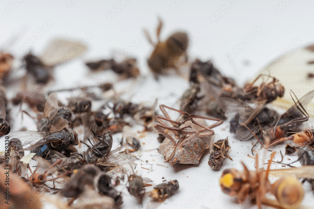 Dead dried insects from a night light lamp on a white background. Flies ...