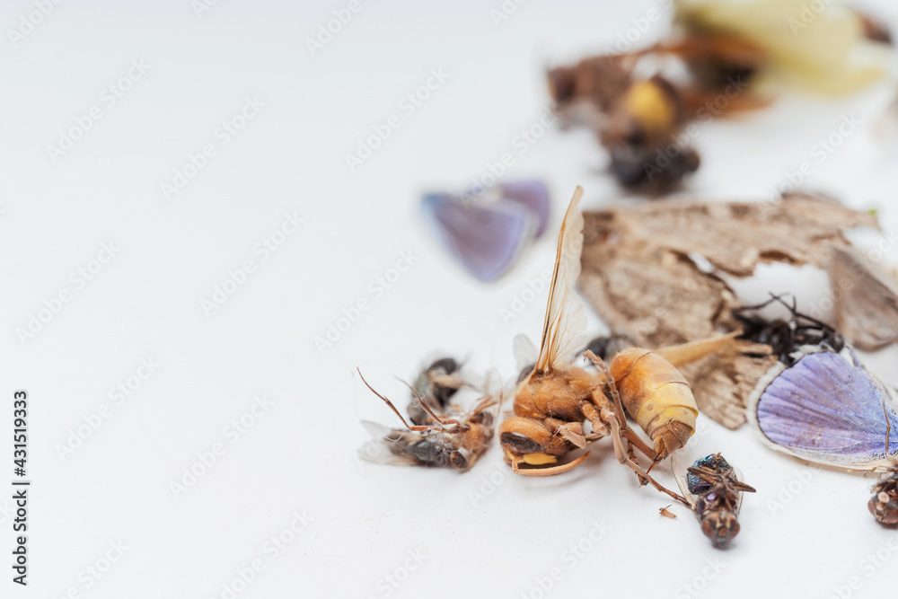 Dead dried insects from a night light lamp on a white background. Flies ...