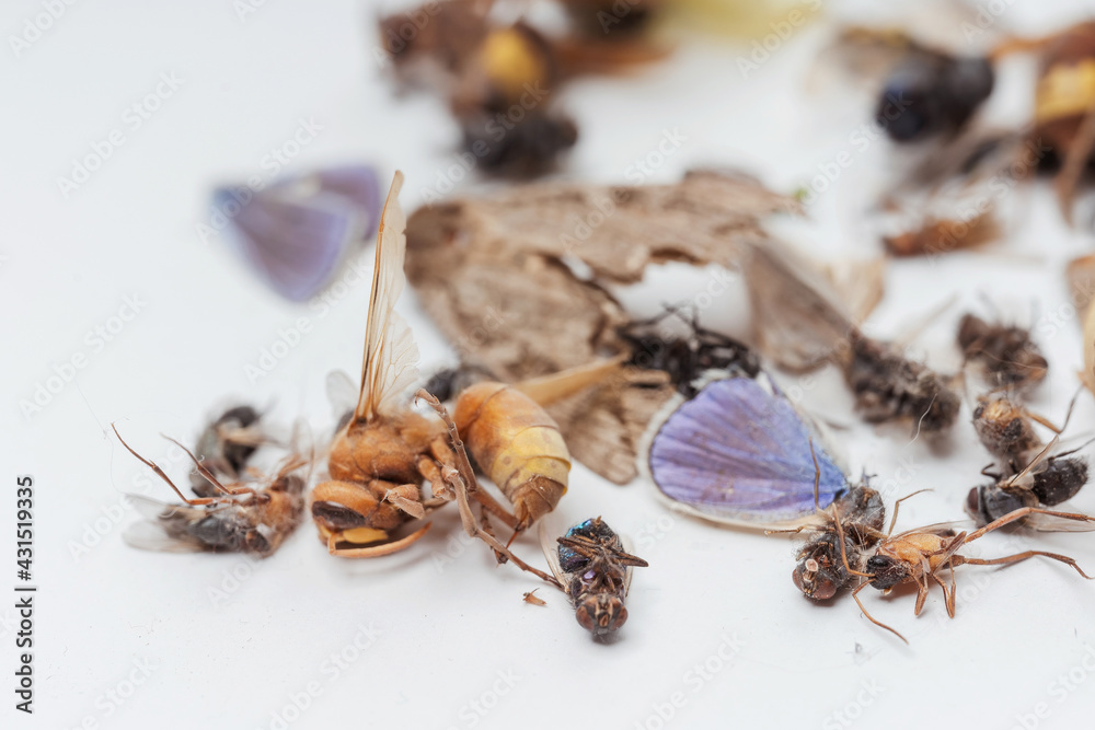 Dead dried insects from a night light lamp on a white background. Flies ...