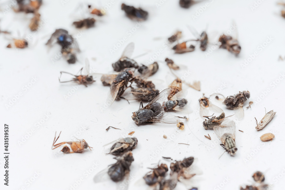 Dead dried insects from a night light lamp on a white background. Flies ...