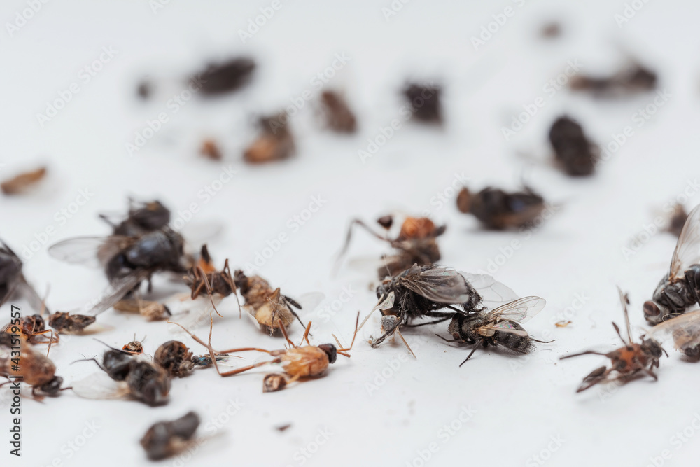 Dead dried insects from a night light lamp on a white background. Flies ...