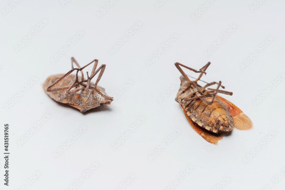 Dead dried insects out on a white background. Bedbugs legs up close-up ...
