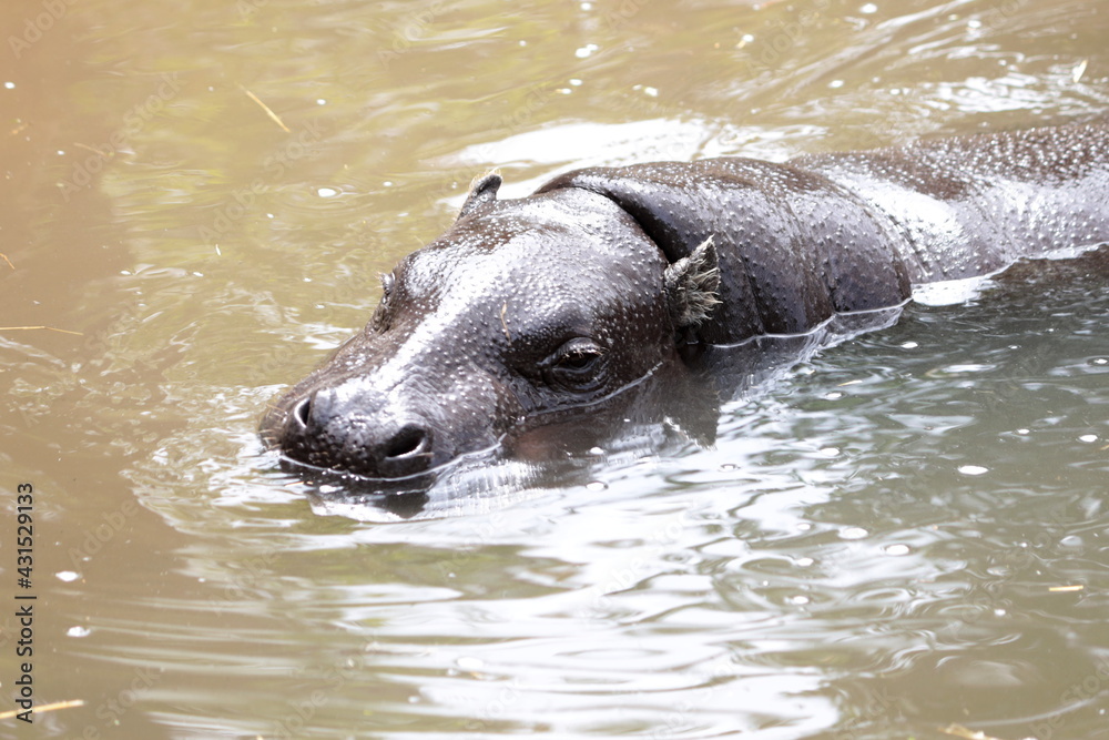 The pygmy hippo (Choeropsis liberoensis) is a species of small hippo ...