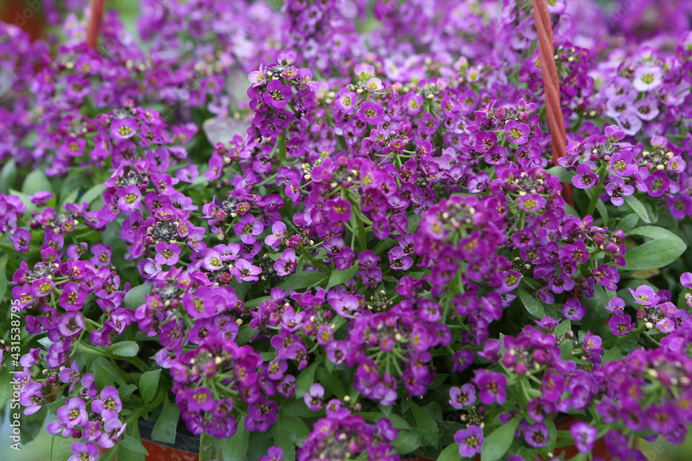 Purple flowers of Alyssum (plant in the family Brassicaceae) in garden ...