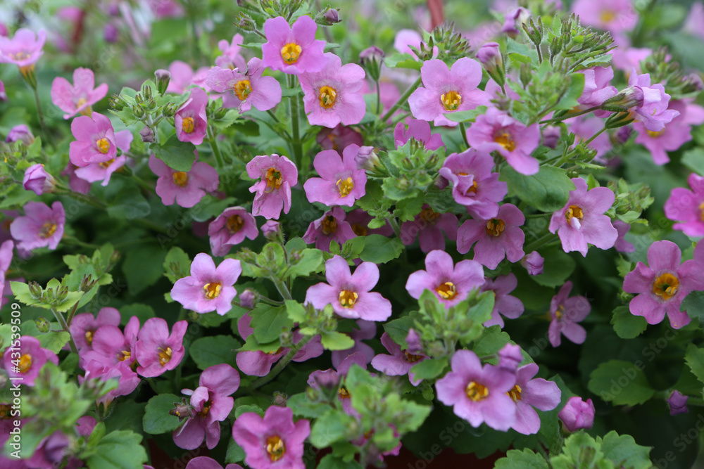 Pink flowers of bacopa (aquatic plants belonging to the family ...