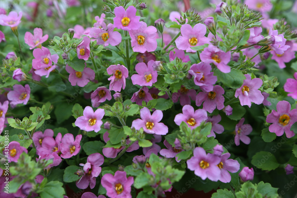 Pink flowers of bacopa (aquatic plants belonging to the family ...