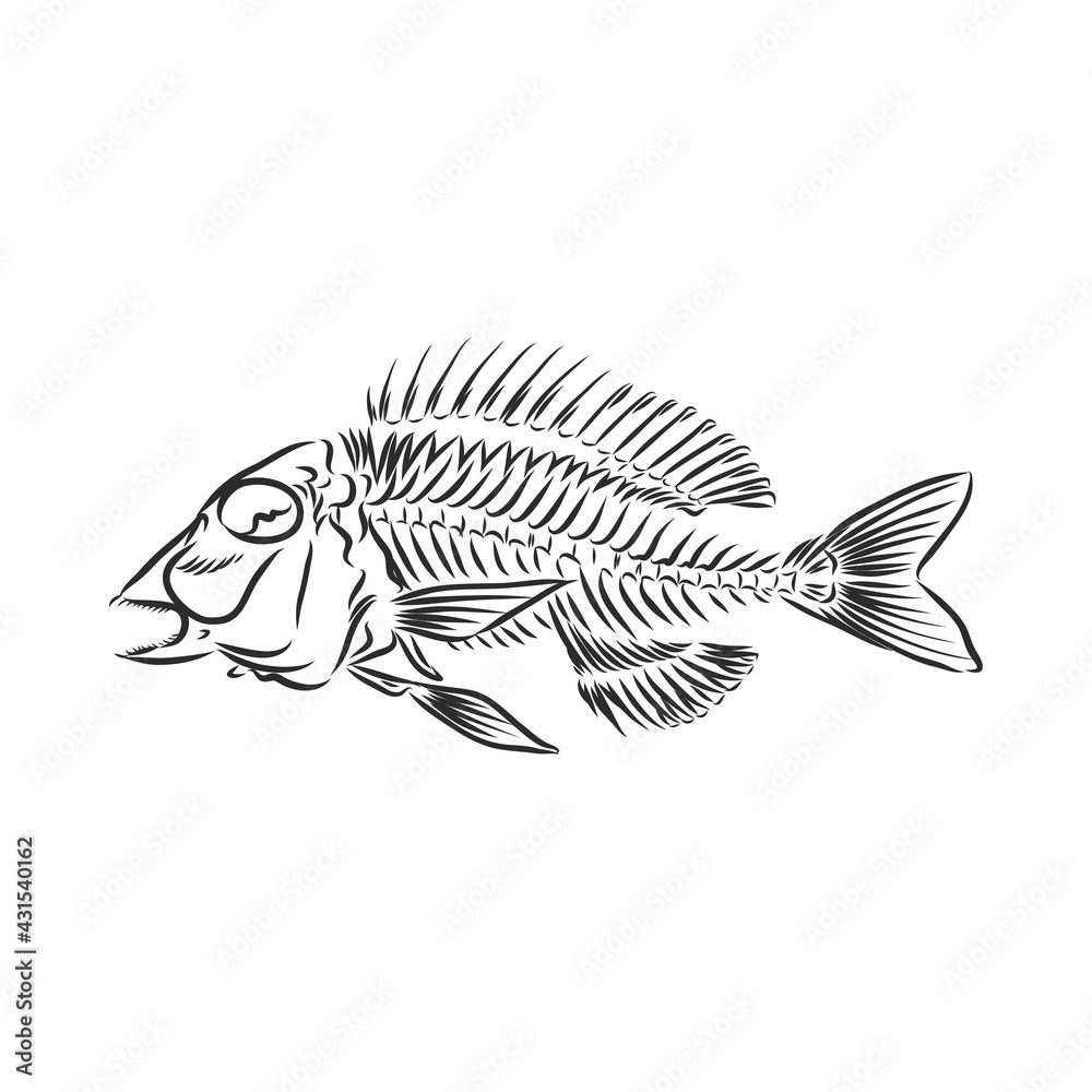 skeleton of fish. sketch. skeleton of a prehistoric fish vector sketch ...
