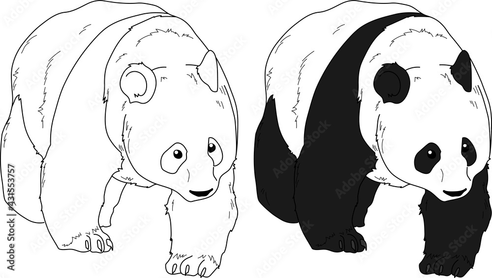 Panda vector drawing cartoon coloring for children line art and colored ...
