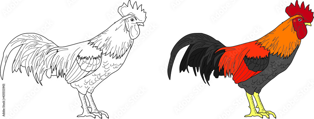 Rooster vector drawing cartoon coloring for children line art and ...